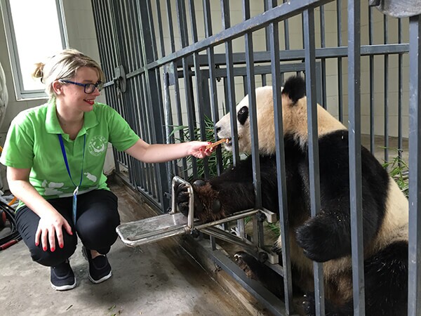 China Panda Tour: Be a Panda Keeper at Chengdu Breeding Base