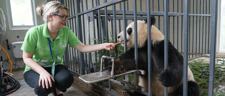 Panda Keeper Program And Chengdu Highlights Tour