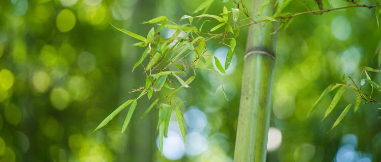 Bamboo - Symbol of Chinese Culture, Bamboo Symbolism