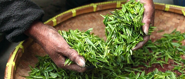 Chinese Tea, Tea Culture in China
