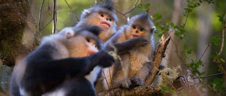China Wildlife, Top 8 Endangered Animals In China