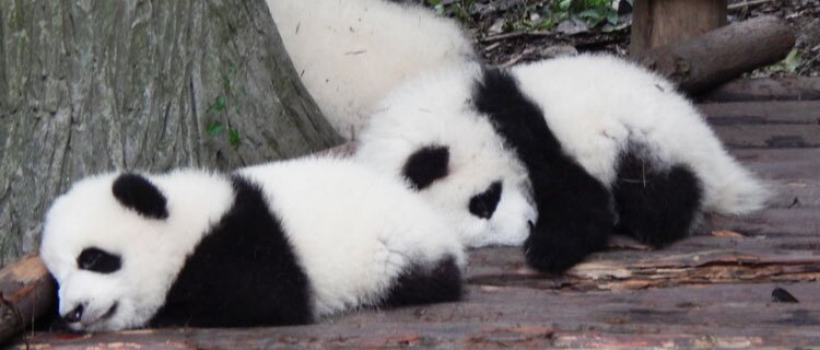 Giant Pandas’ Life Cycle from Baby to Maturity