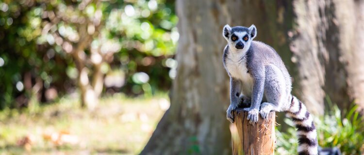 Shanghai Wild Animal Park: How to Get There, Opening Hours