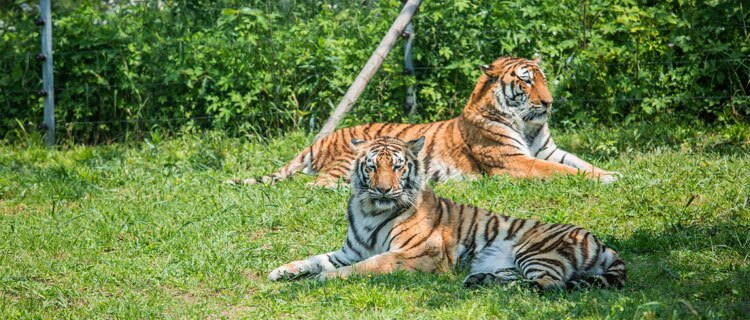 Shanghai Wild Animal Park: How to Get There, Opening Hours